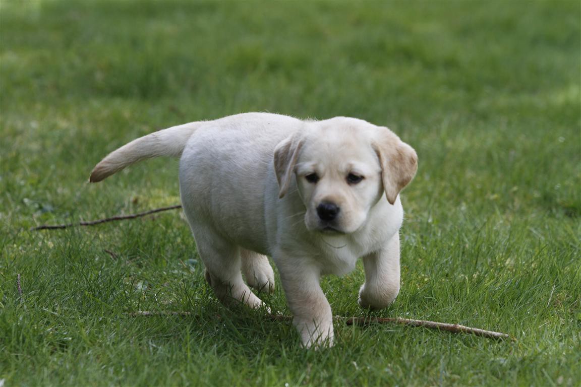 Puppies – Carver Labradors of Washington