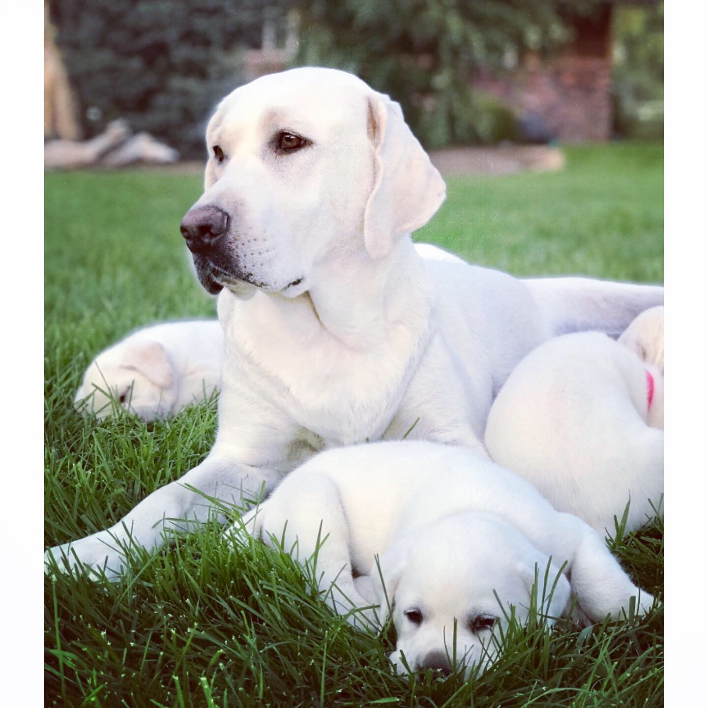 Puppies – Carver Labradors of Washington