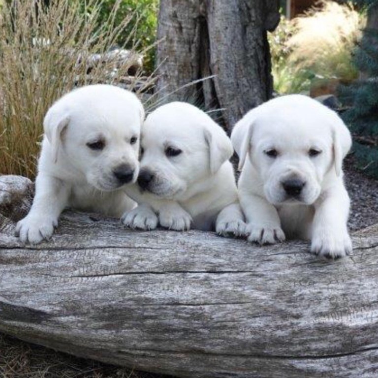 Puppies – Carver Labradors of Washington