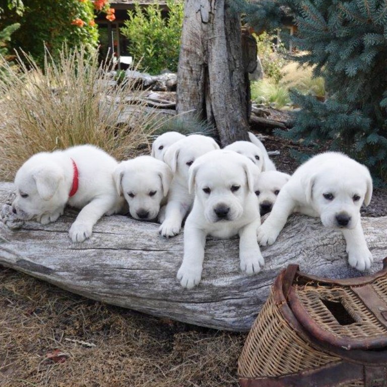 Puppies – Carver Labradors of Washington