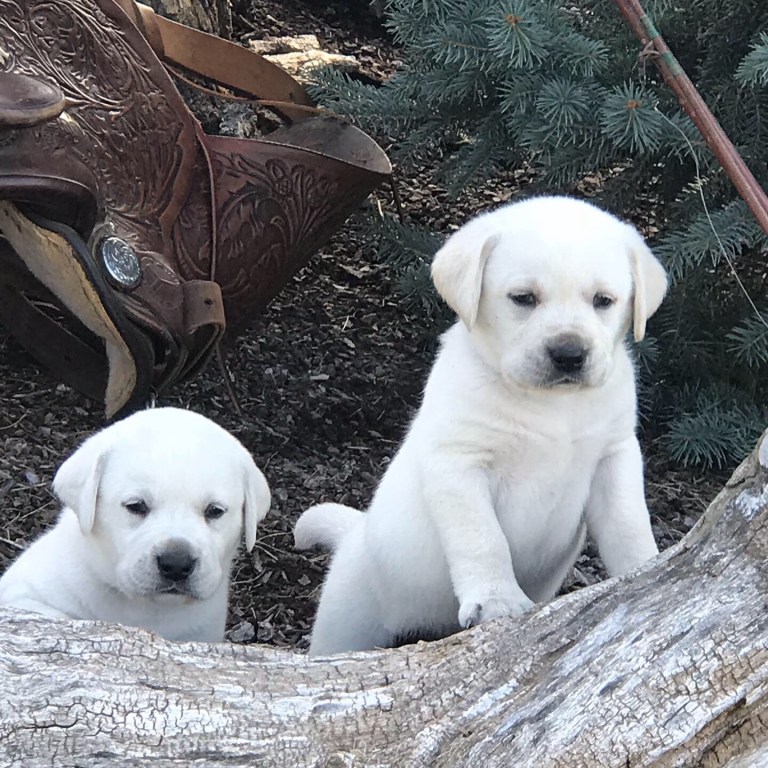 Puppies – Carver Labradors of Washington