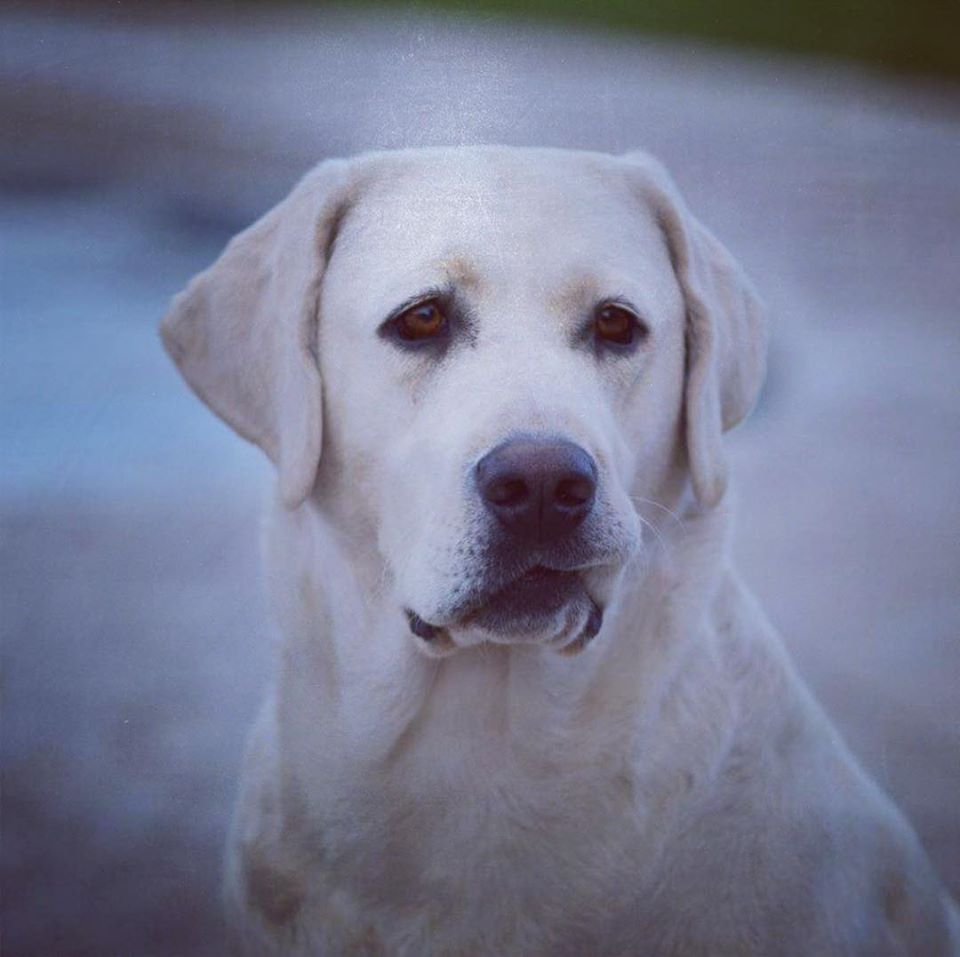 Carver Labradors of Washington – Labrador, puppies, Labrador puppies ...