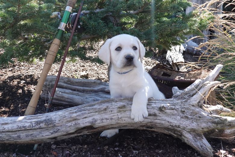 Puppies – Carver Labradors of Washington