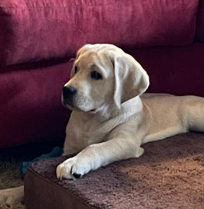 Buck – Carver Labradors of Washington