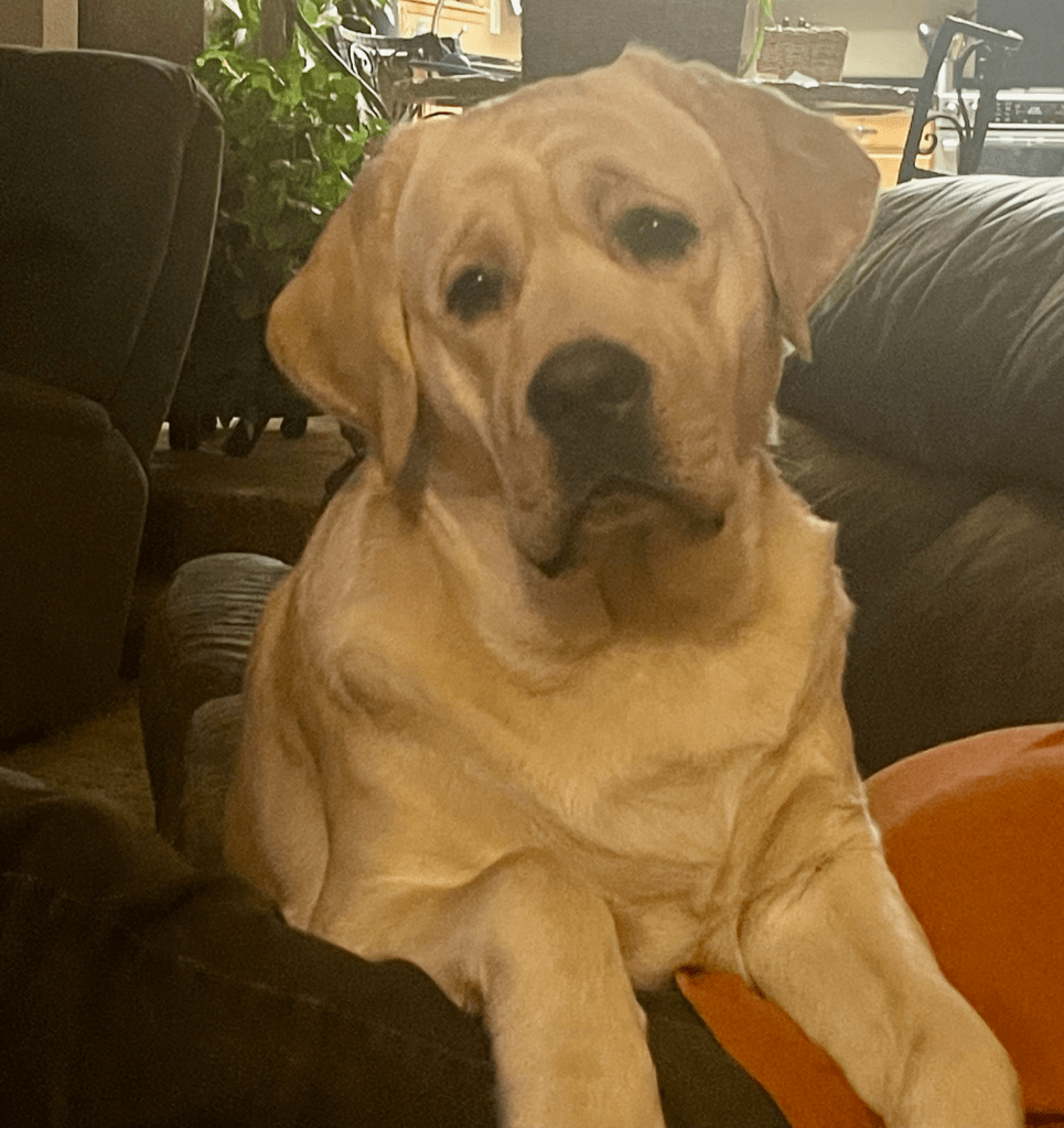 Buck – Carver Labradors of Washington