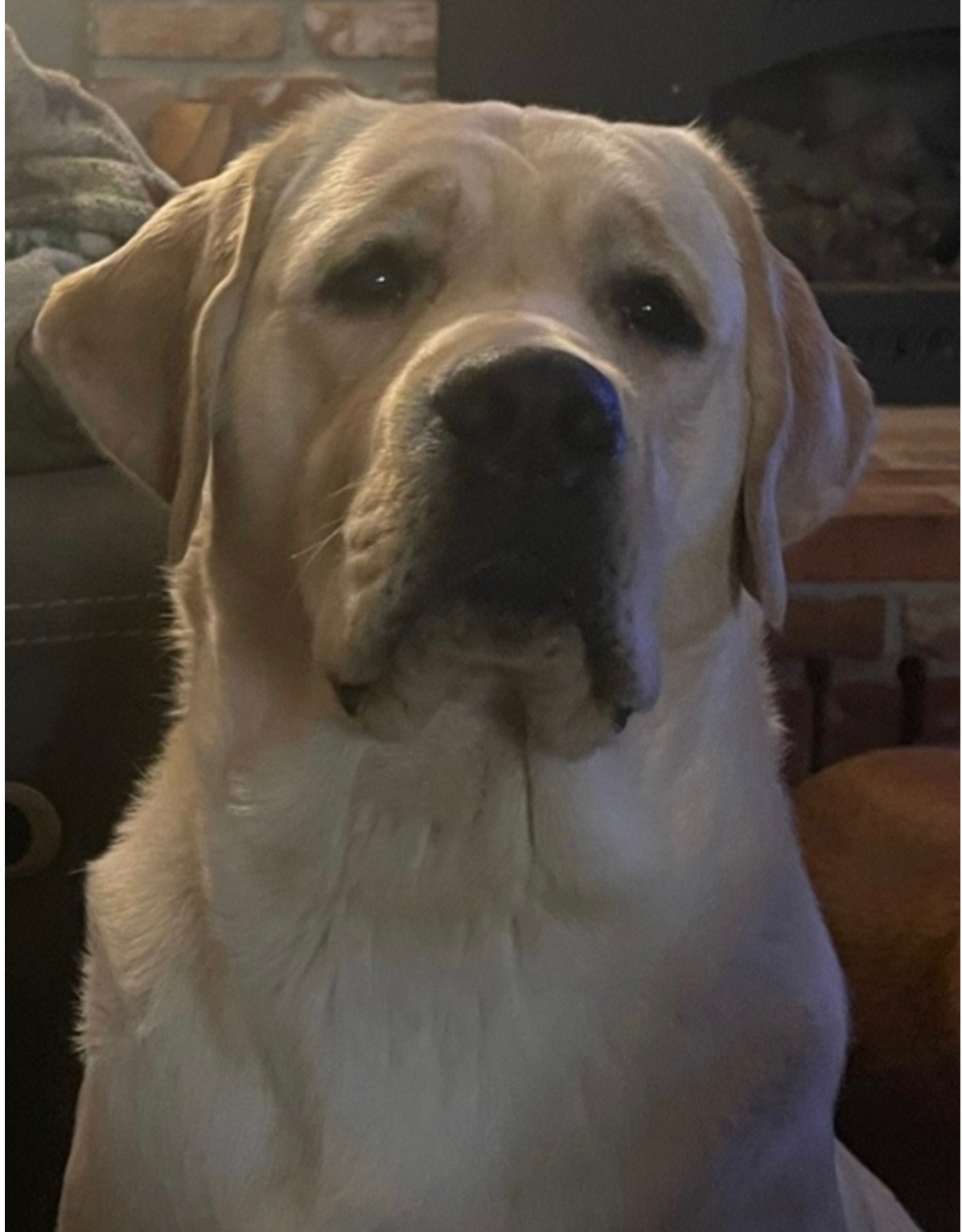 Available Litters – Carver Labradors of Washington