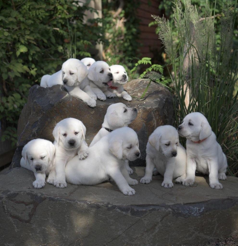 Carver Labradors of Washington – Labrador, puppies, Labrador puppies ...
