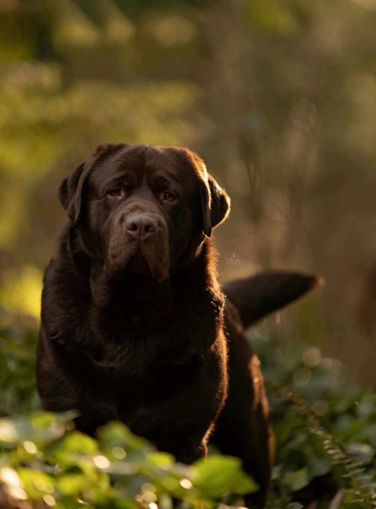 Available Litters – Carver Labradors of Washington