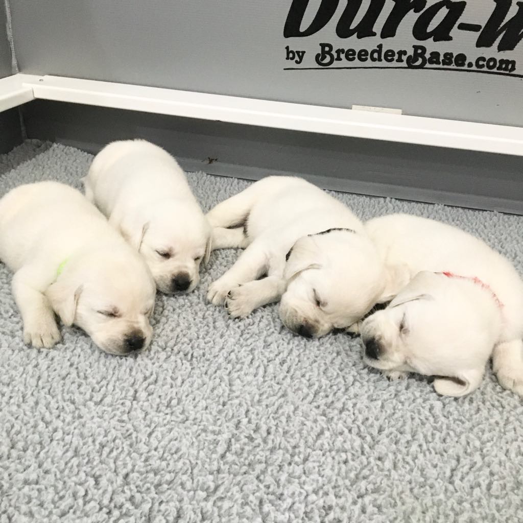 Available Litters – Carver Labradors of Washington