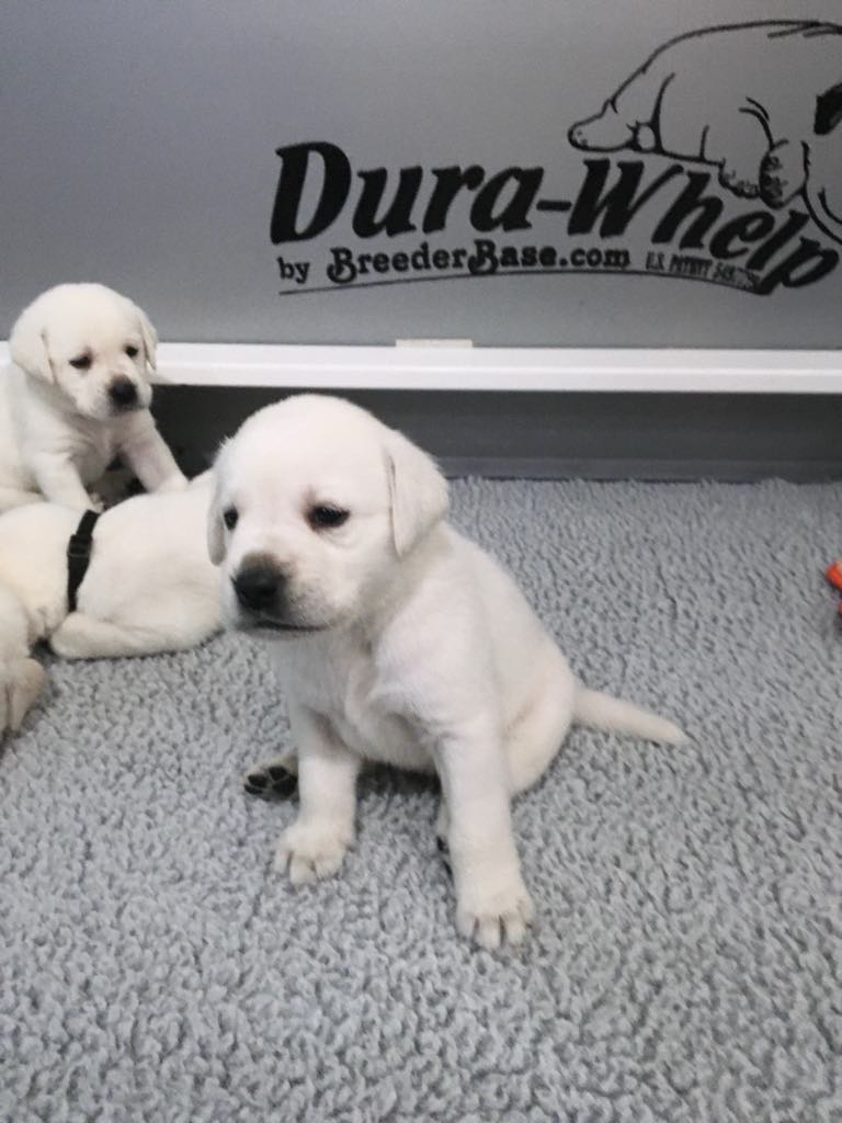 Available Litters – Carver Labradors of Washington