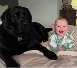 Carver Labradors of Washington – Labrador, puppies, Labrador puppies ...